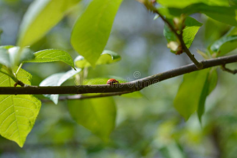 Ladybug in action stock photo. Image of tiny, europe - 151087530
