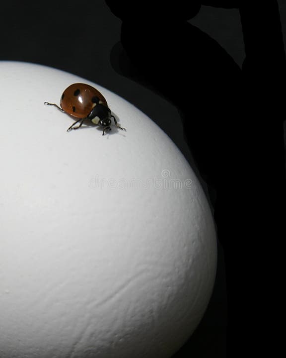 Ladybug Adventure stock photo. Image of real, happening - 13334
