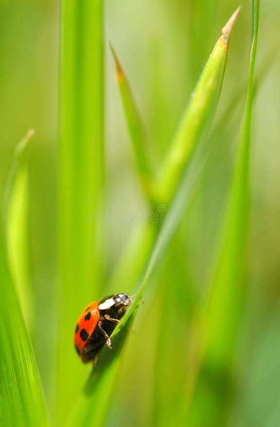 Ladybug adventure stock image. Image of ladybug, hard - 5364269