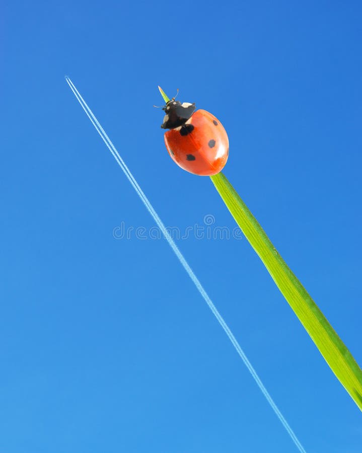 Ladybug and airplane stock image. Image of colored, plain - 16813363