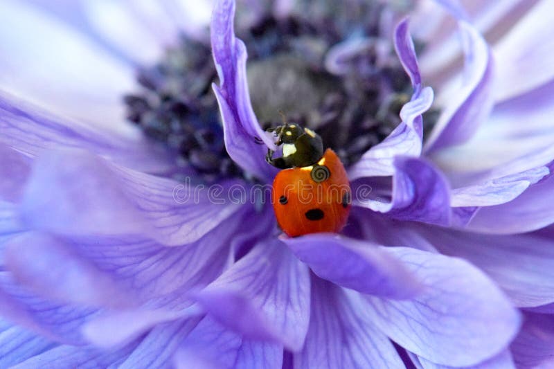 Ladybug Purple Petal Flower Crawl 01 Stock Photo - Image of petals ...