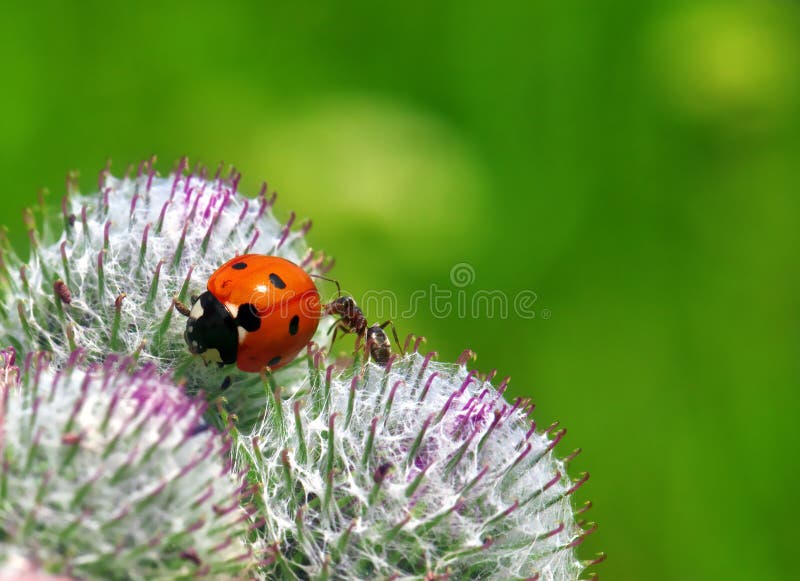 Ladybug and ant stock image. Image of summer, burdock - 20744095