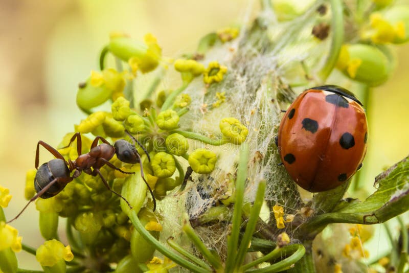 Ladybug and Ant on a Flower Stock Photo - Image of flower, black: 35980644