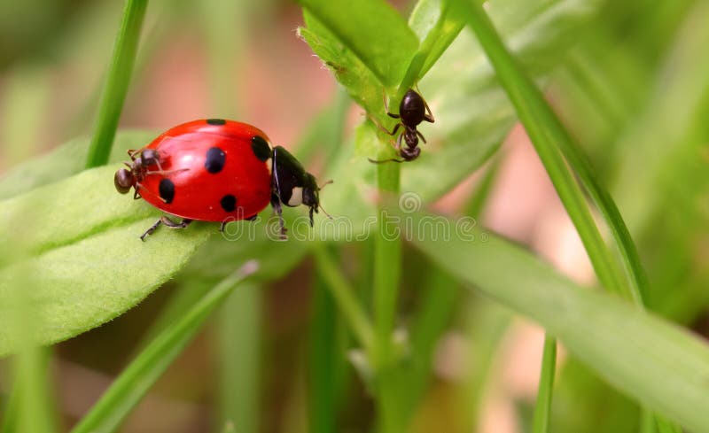 Ants and Ladybug on a Green Leaf Stock Image - Image of ladybird ...