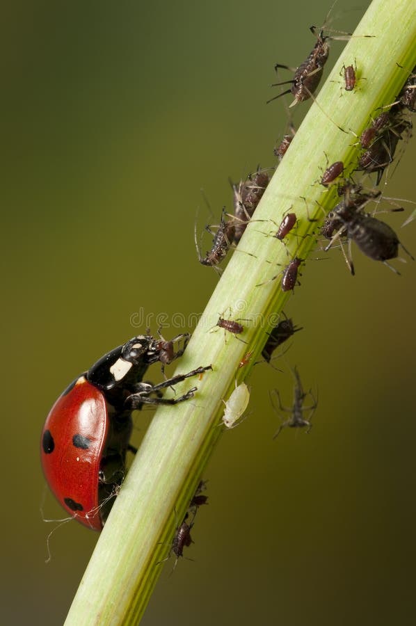 Ladybug and aphids stock photo. Image of leaf, season - 13484790