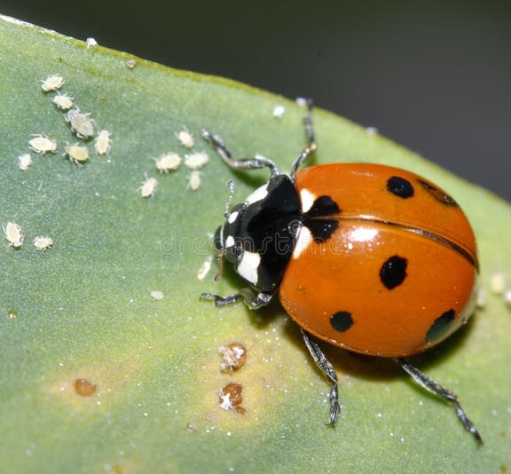 Ladybug and aphids stock image. Image of biological, prey - 14294015