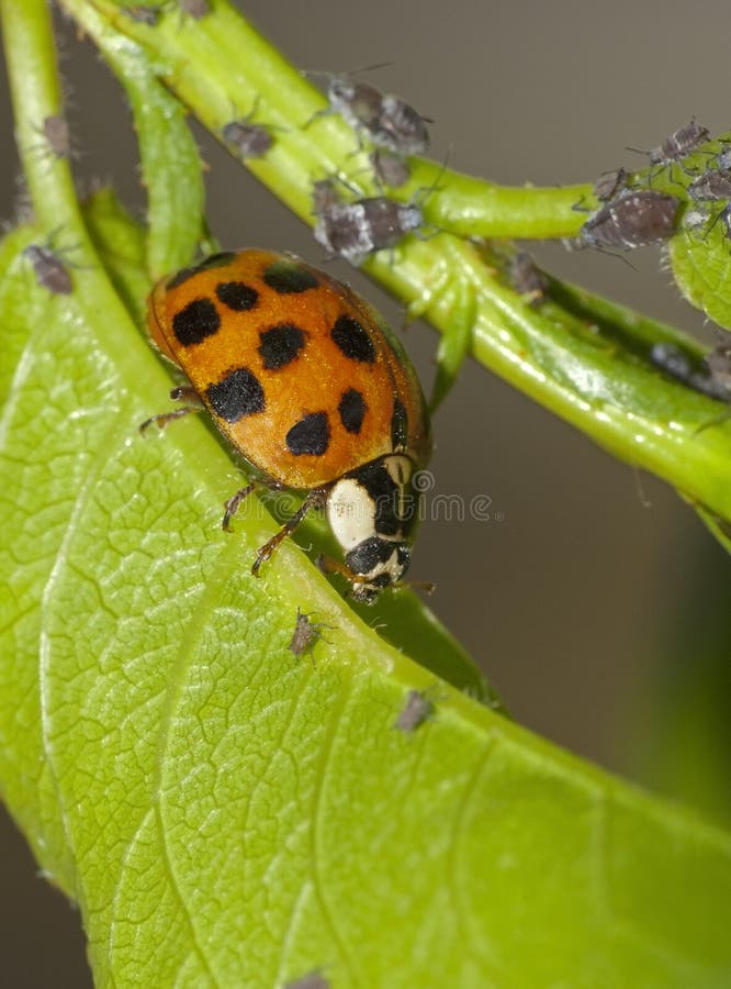 Ladybird attack aphids stock photo. Image of colony, aphididae - 24735922
