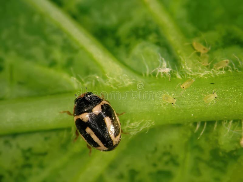 Ladybug and aphids stock photo. Image of biological - 268221072