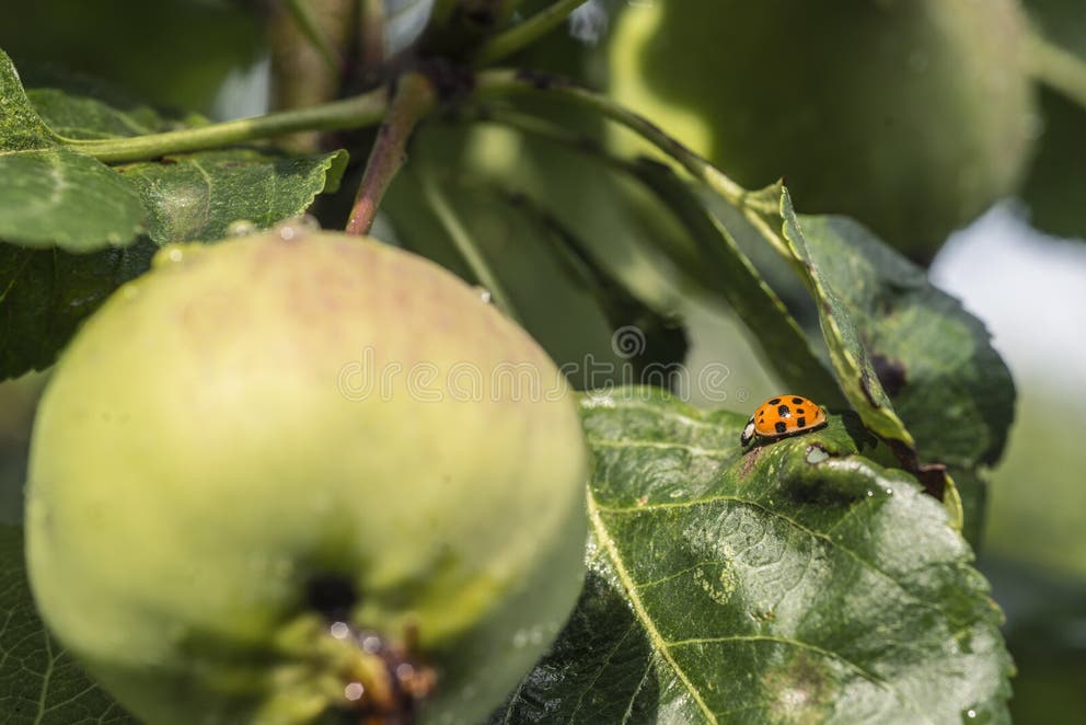 Ladybug on apple tree stock photo. Image of tree, ripening - 95570410