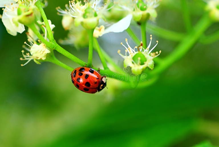 Ladybug on the Apple Tree in the Spring Stock Photo - Image of biology ...
