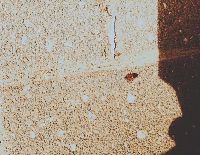 Ladybug Asphalt Road Stock Photos - Free & Royalty-Free Stock Photos ...