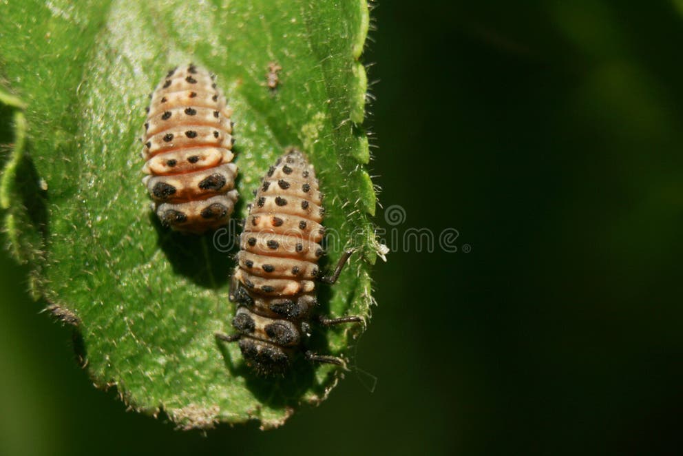 Ladybug babies stock photo. Image of ladybug, crawling - 15193148
