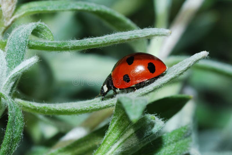 Ladybug back stock image. Image of bright, color, summer - 26974579