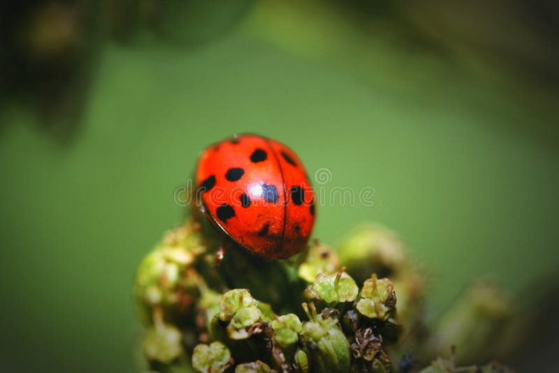 Ladybug from Backside on Seeding Cowsnip Stock Image - Image of colour ...