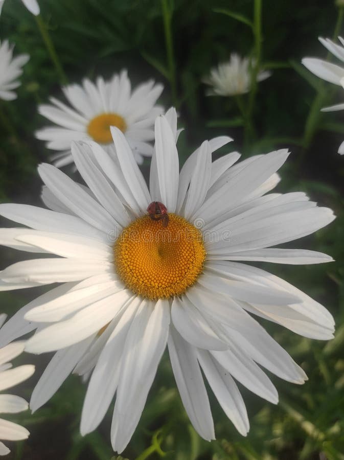 Ladybug Backwards on a Daisy Stock Photo - Image of sunflower, adorable ...