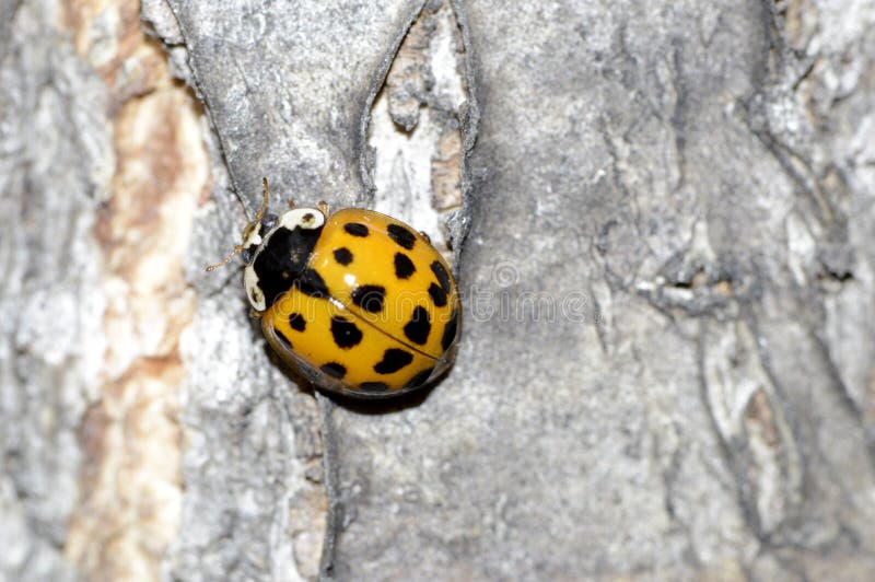 Ladybug on the Bark of a Tree in Autumn Stock Image - Image of mood ...
