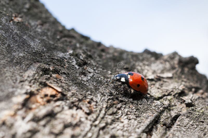 Ladybug on tree bark stock photo. Image of summer, focus - 66705798