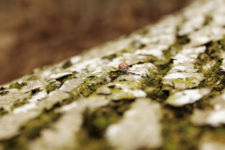 Ladybug on the bark stock photo. Image of macro, forest - 89441392