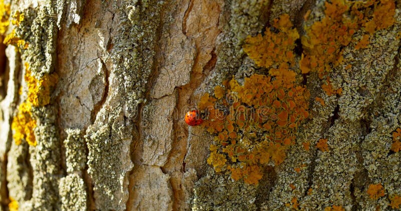 Ladybug on the Bark of a Tree in Autumn Stock Footage - Video of ...