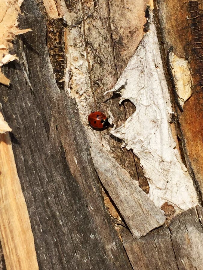 Ladybug on tree bark stock photo. Image of summer, focus - 66705798