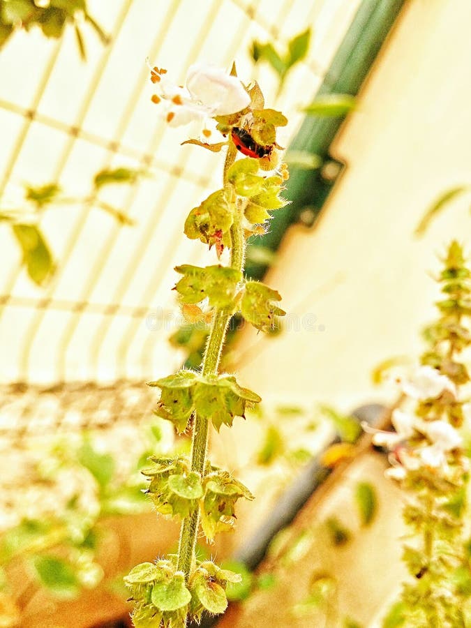 Ladybug on Basil stock photo. Image of basil, insects - 70348276