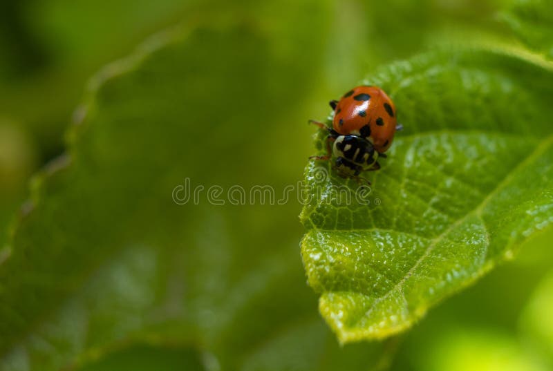 Ladybug Basking in the Afternoon Sun Stock Image - Image of honeybee ...