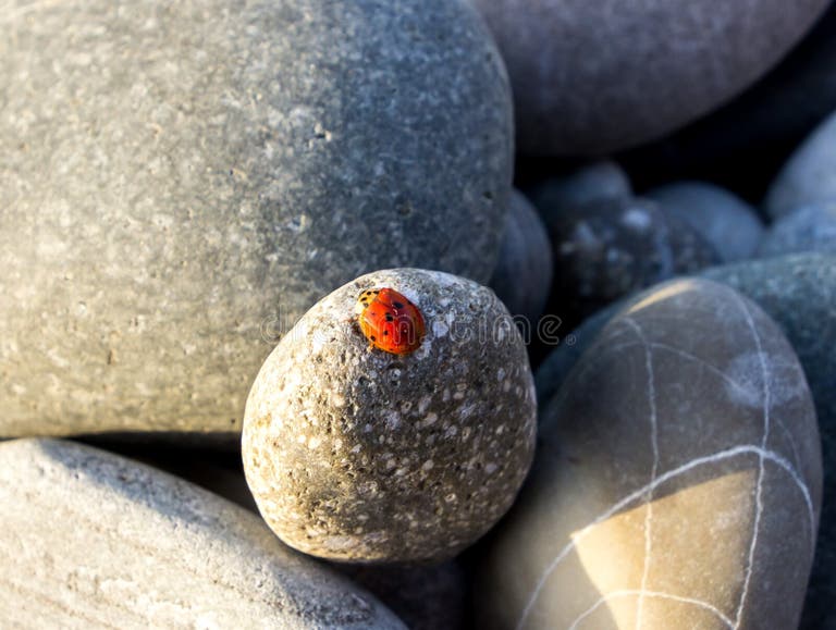 Ladybug stock image. Image of grunge, insect, lava, grey - 183203169