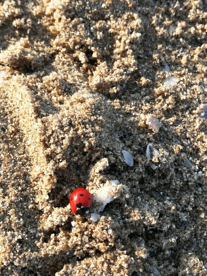 Ladybug on the beach stock image. Image of sand, nature - 286761901