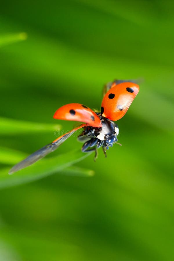 2,145 Flying Ladybug Stock Photos - Free & Royalty-Free Stock Photos ...