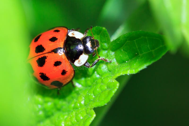 Ladybug stock image. Image of environment, magnifica - 61069233