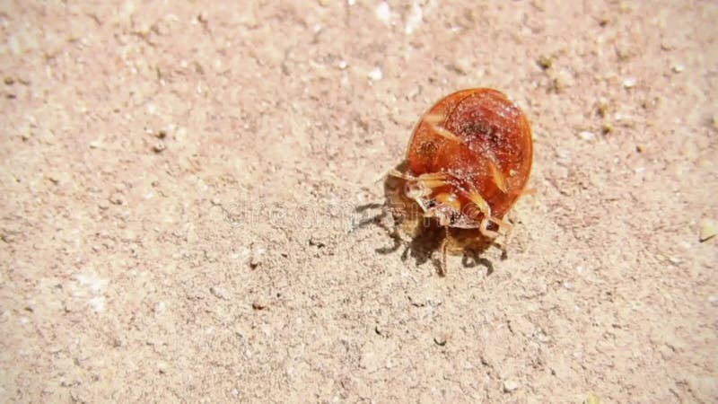 Ladybug Beetle Insect Struggling Upside Down on Its Back Stock Footage ...
