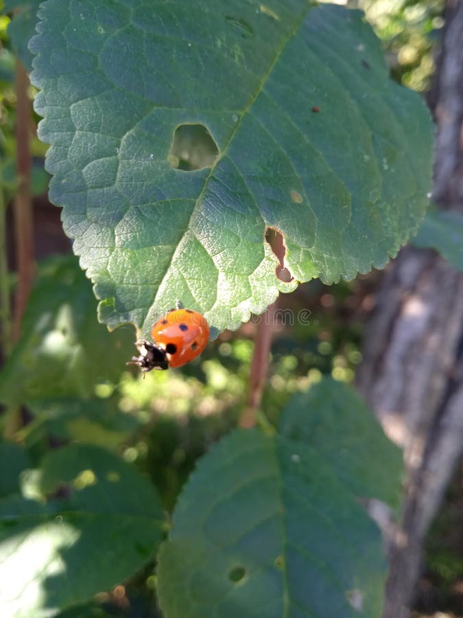Ladybug Beetle Sits on a Leaf. Stock Image - Image of fruit ...