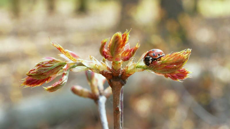 Ladybug Beetle on Young Tree Leaves in Spring. Stock Image - Image of ...