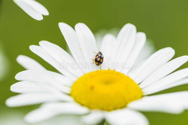 Ladybug stock photo. Image of spring, clear, closeup - 134650548