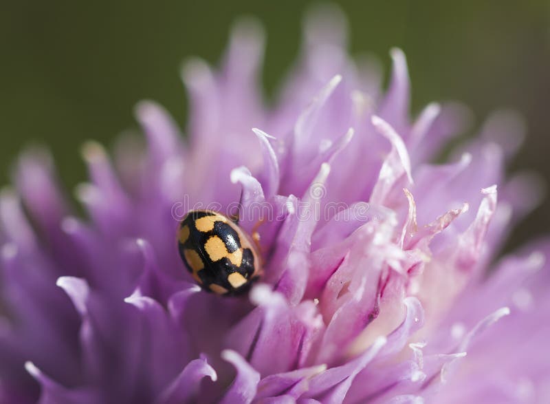 Ladybug stock photo. Image of wing, flower, clear, beetle - 134650878