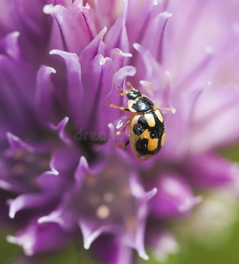 Ladybug stock photo. Image of daytime, plant, closeup - 134650976