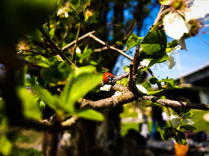 Ladybug behind the leaf stock image. Image of branch - 187276829