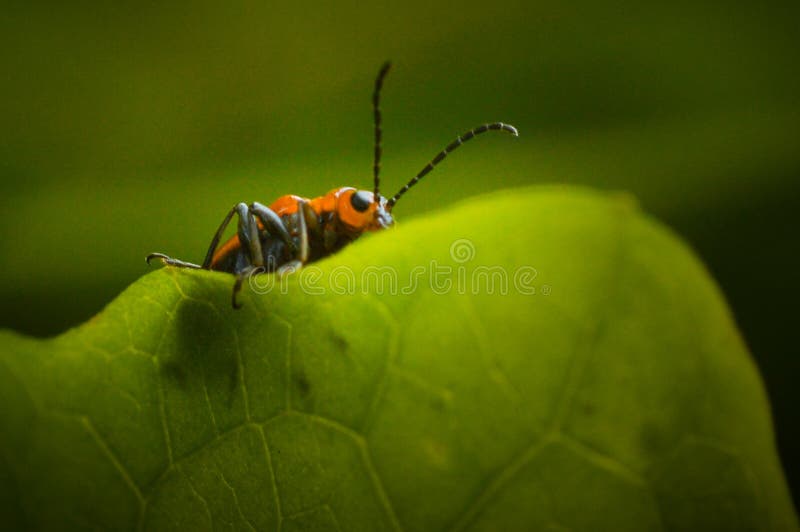 Ladybug behind the leaf stock photo. Image of invertebrate - 254233436