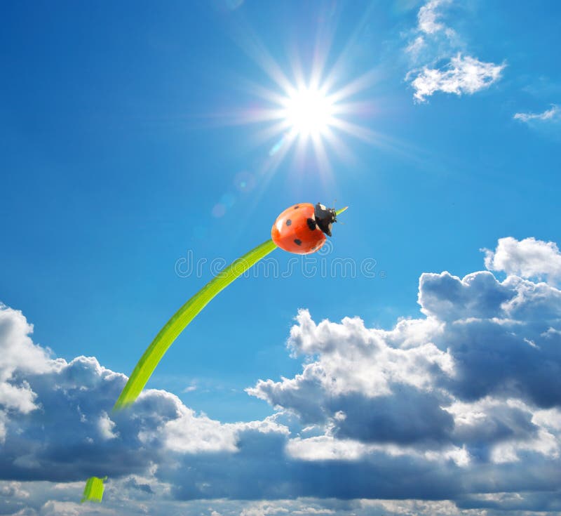 Ladybug and big sun stock image. Image of color, beetle - 52498167