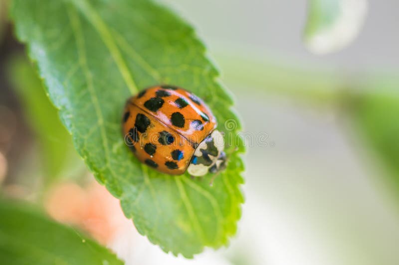 Ladybug with Black Eyes in Macro. Super Macro Photo of Insects and Bugs ...