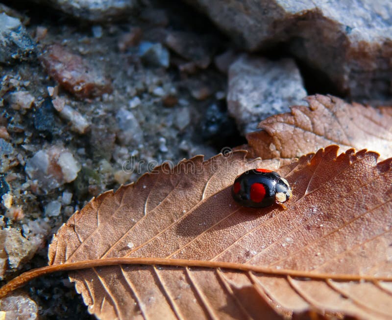 Ladybug black stock image. Image of outdoors, meadow - 278383035
