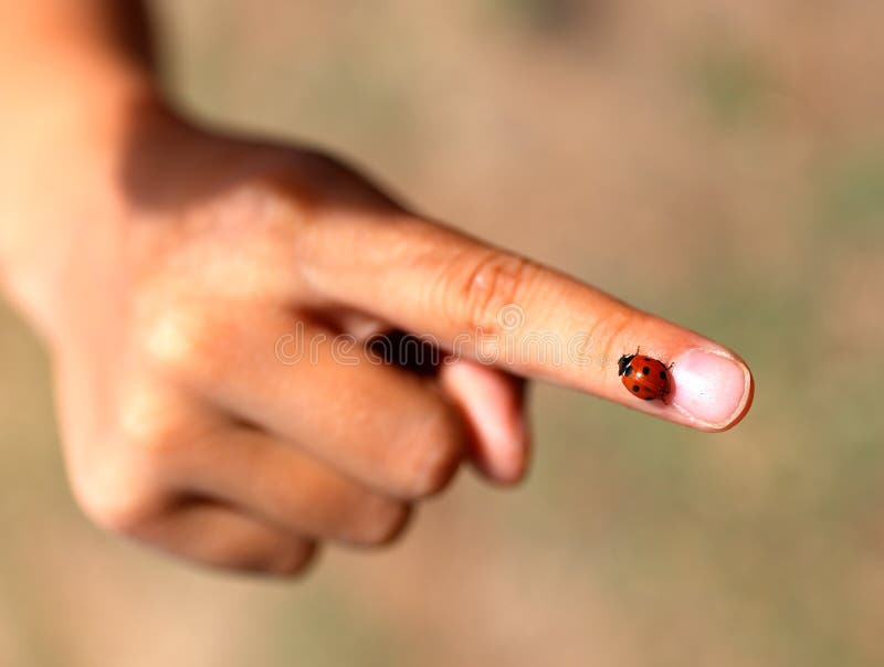 Ladybug on finger stock image. Image of grass, dots, close - 52743569