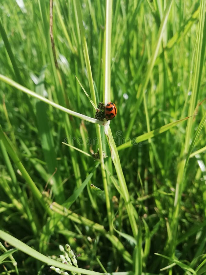 Ladybug on blade of grass stock photo. Image of blade - 169356334