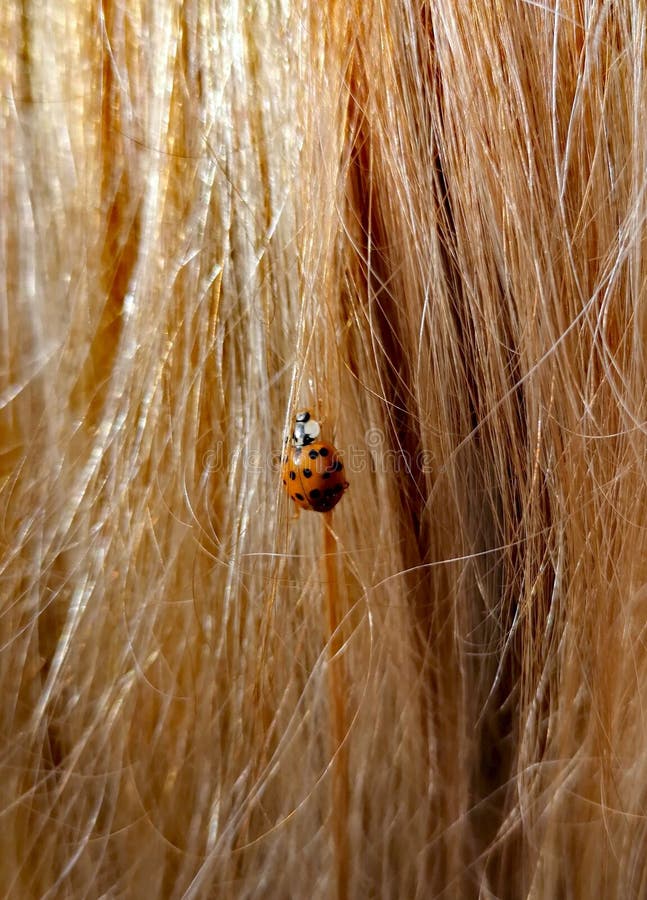Ladybug in blond hair stock photo. Image of ladybug - 161584174