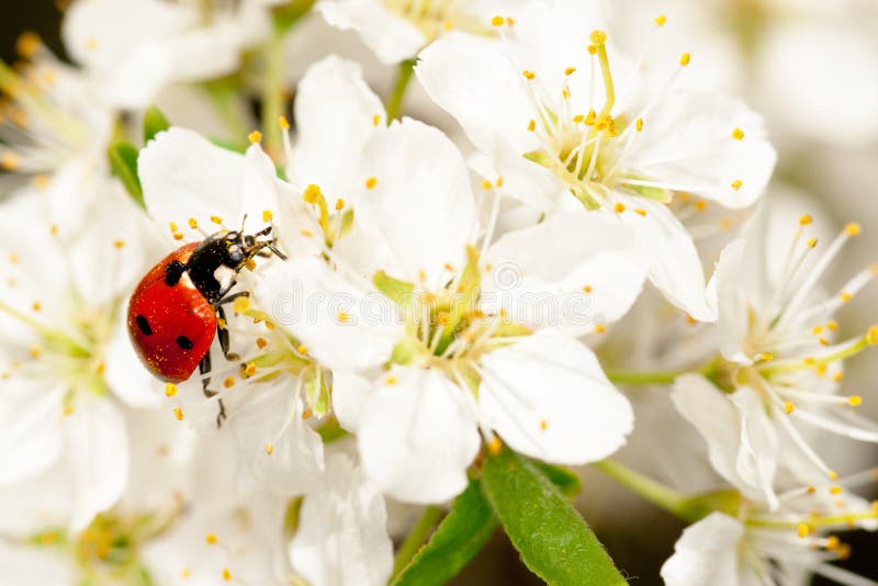 Ladybug on Blooming Fruit Tree Branches Stock Photo - Image of spring ...