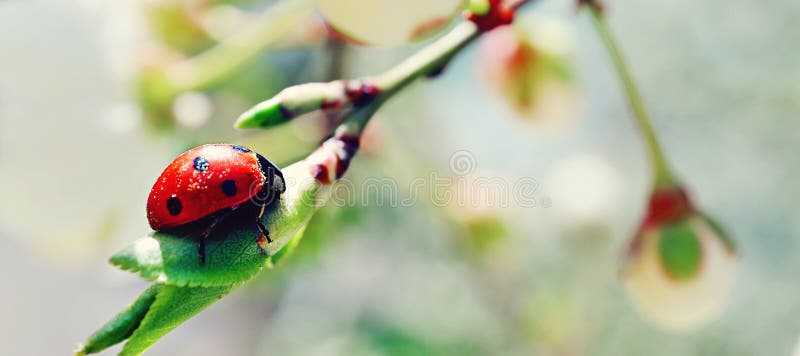 Spring Ladybug stock image. Image of wetness, ladybug, green - 686665