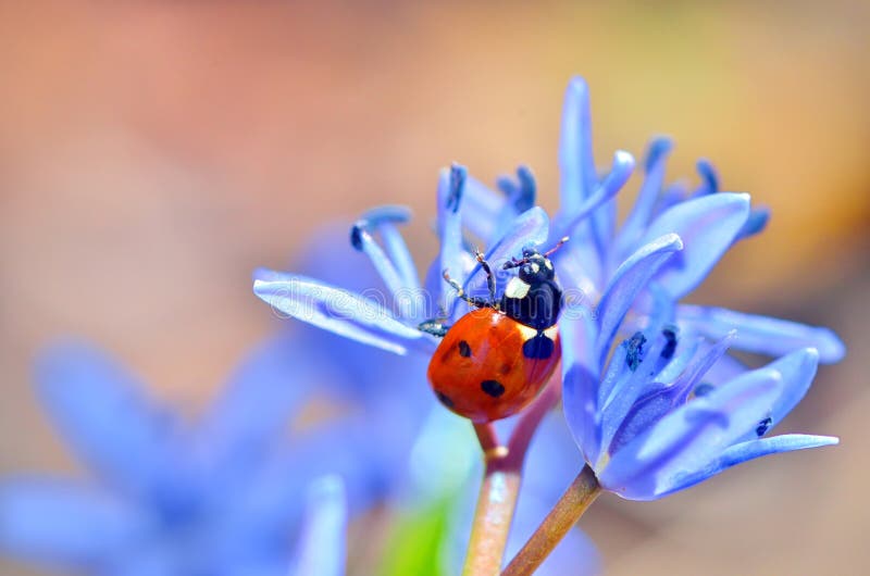 Ladybug on blue flower stock photo. Image of blue, insect - 30017722