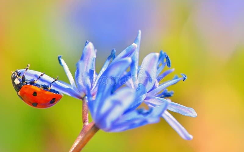 Ladybug on blue flower stock photo. Image of blue, insect - 30017722