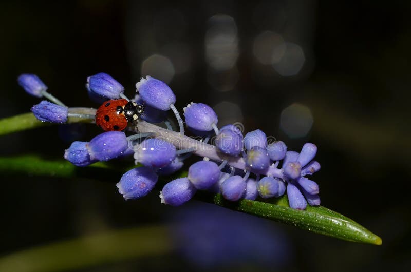 Ladybug stock image. Image of flowers, ladybug, flower - 70096709
