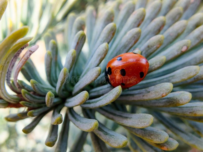 Ladybug on blue foliage stock photo. Image of branch - 211813930